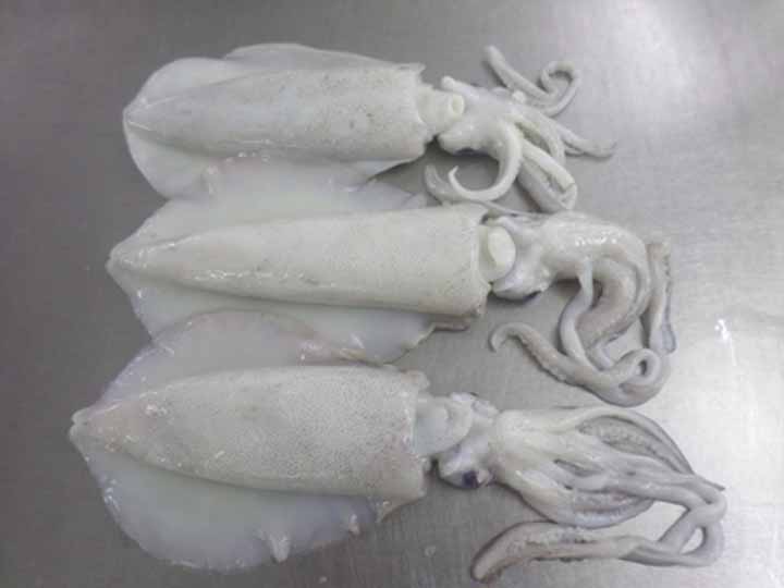 Cuttle Fish Soft Bone