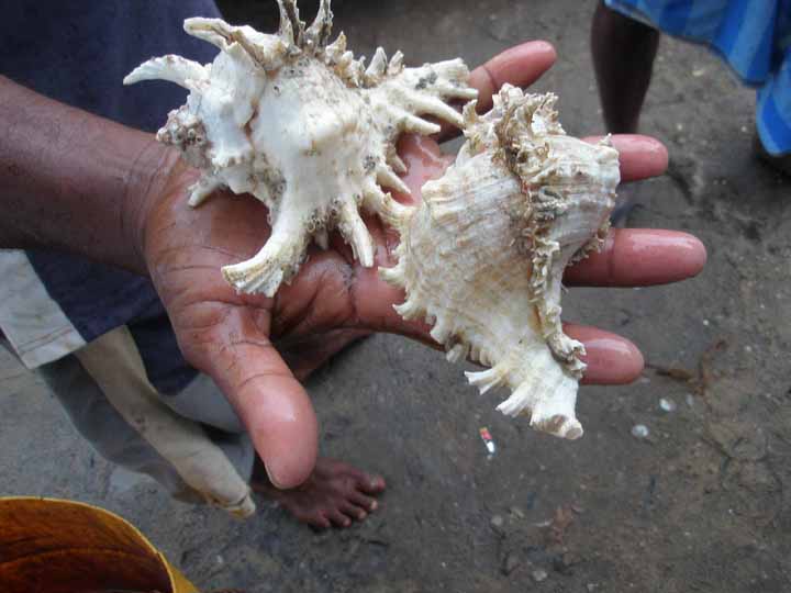 Conch Meat