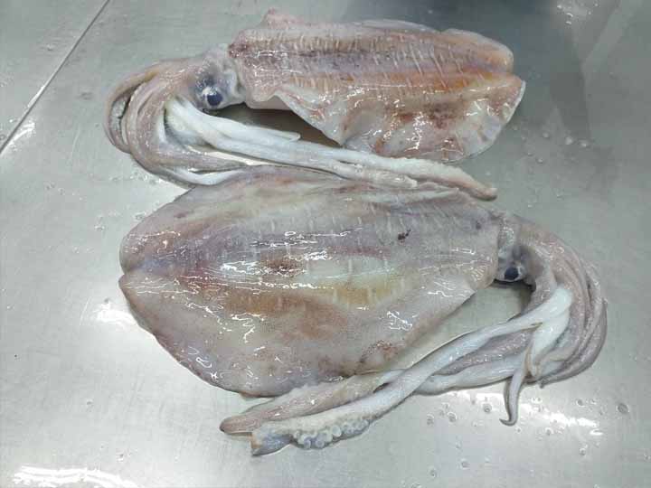 Cuttle Fish Soft Bone